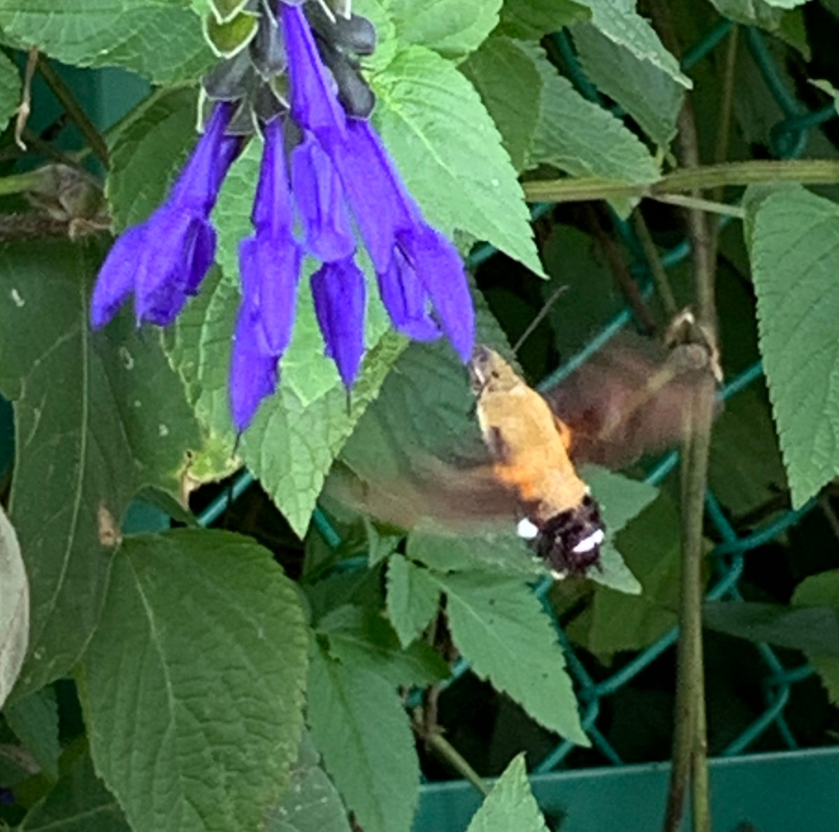 ホシホウジャク（スズメガの仲間） ハチではありません。