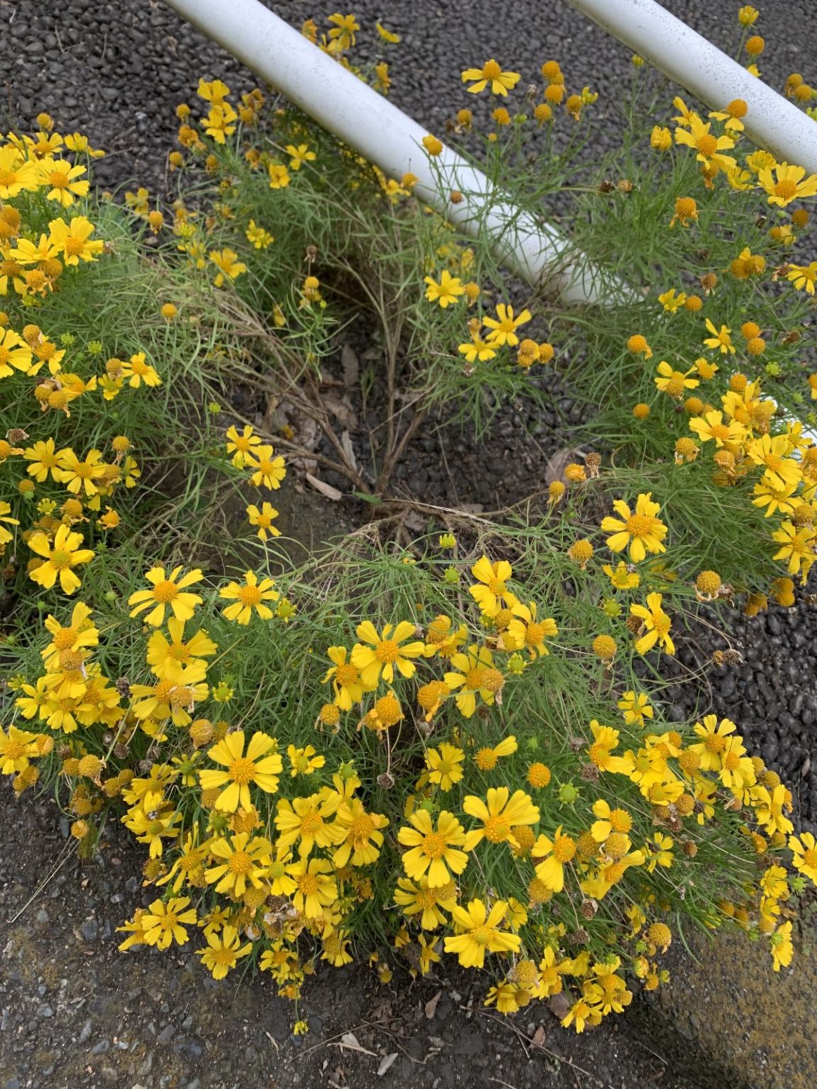 マツバハルシャギク ヘレニウム・ダコタゴールド 道ばたに咲いていました。園芸種がこぼれ種で育っていました。