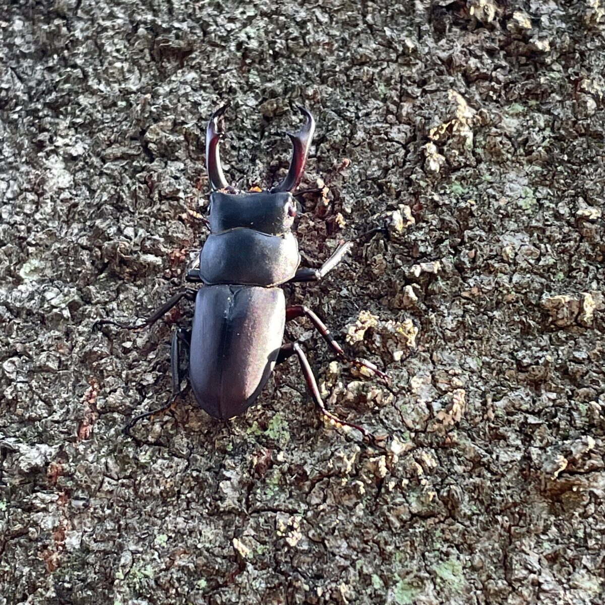 コクワカタ そろそろ木のねもとや土の中にもぐり春をまつそうです。